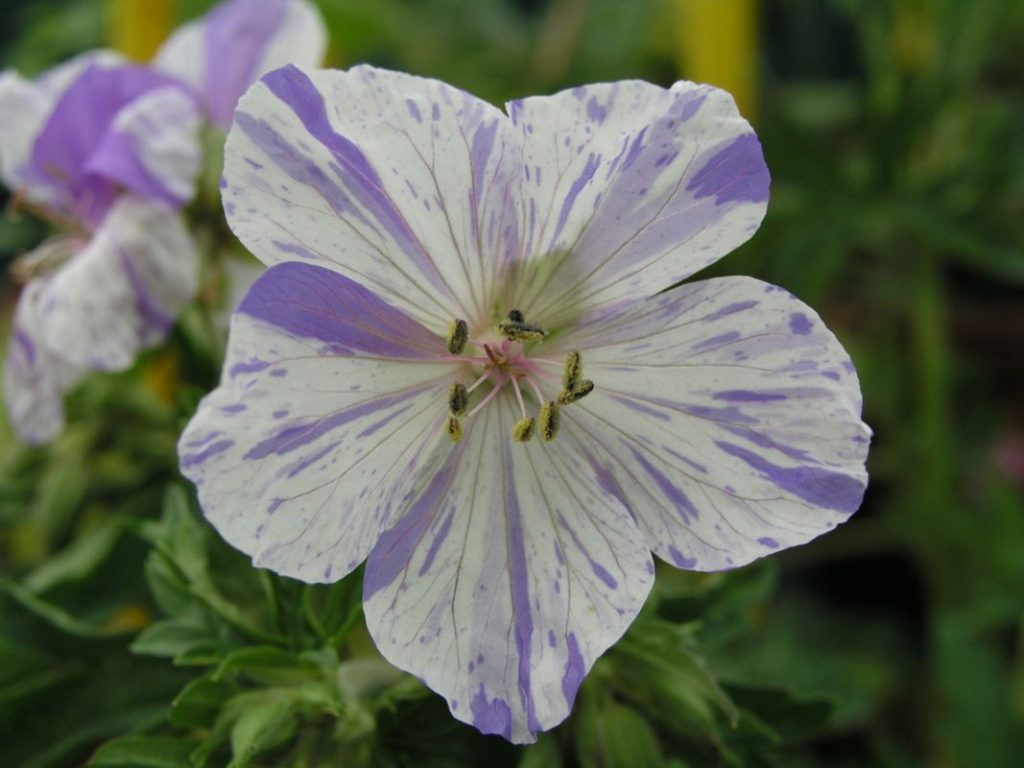 Geranium pratense Splish Splash | Spolek českých perenářů